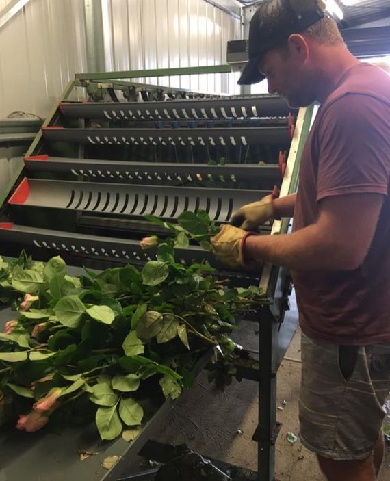 Magic Garden Roses - Melbourne's Largest Range of Roses