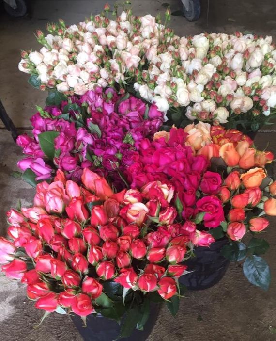 Magic Garden Roses - Melbourne's Largest Range of Roses
