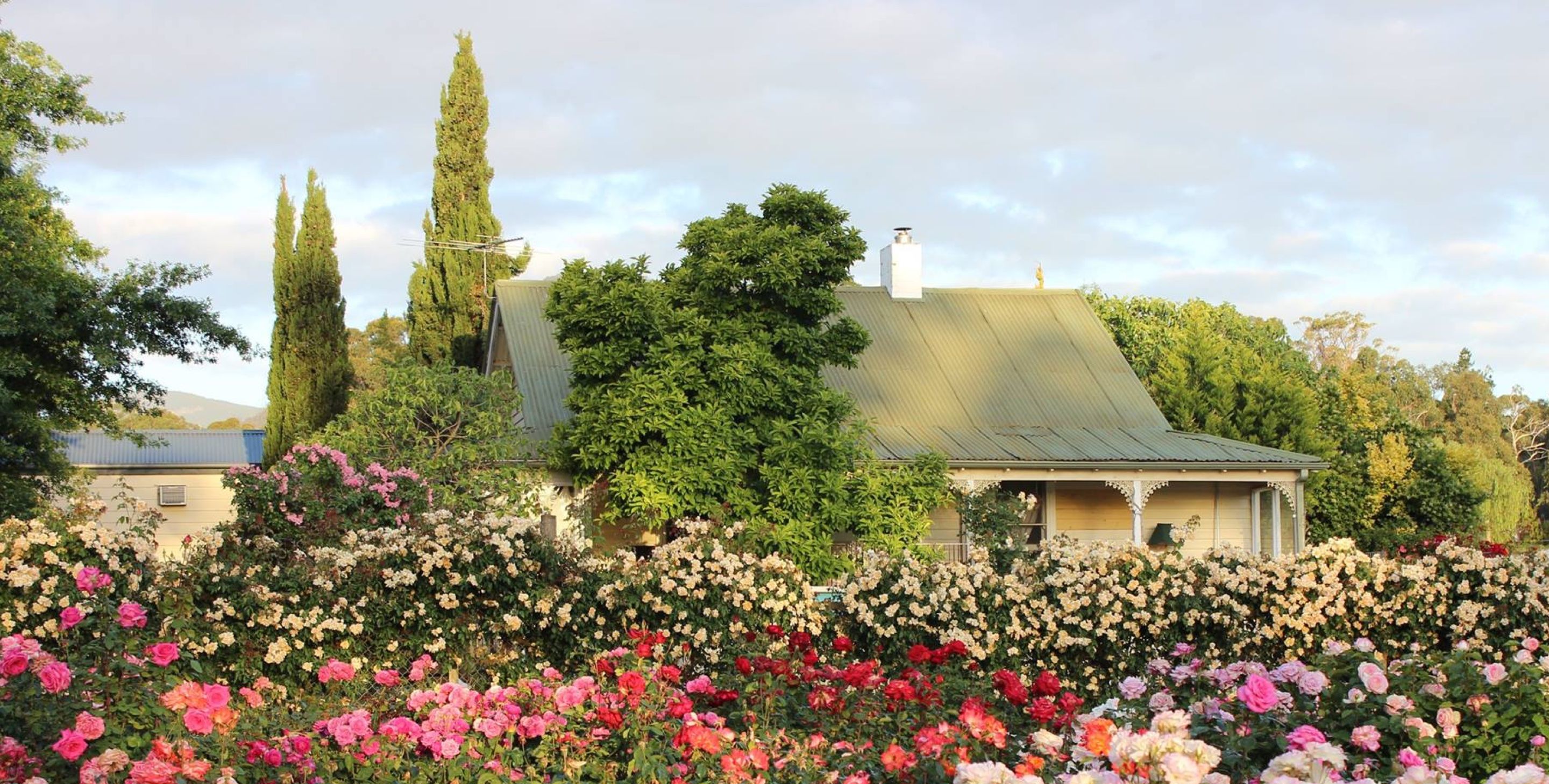 Contact Us - Magic Garden Roses