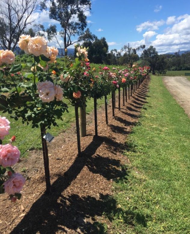 Magic Garden Roses - Melbourne's Largest Range of Roses